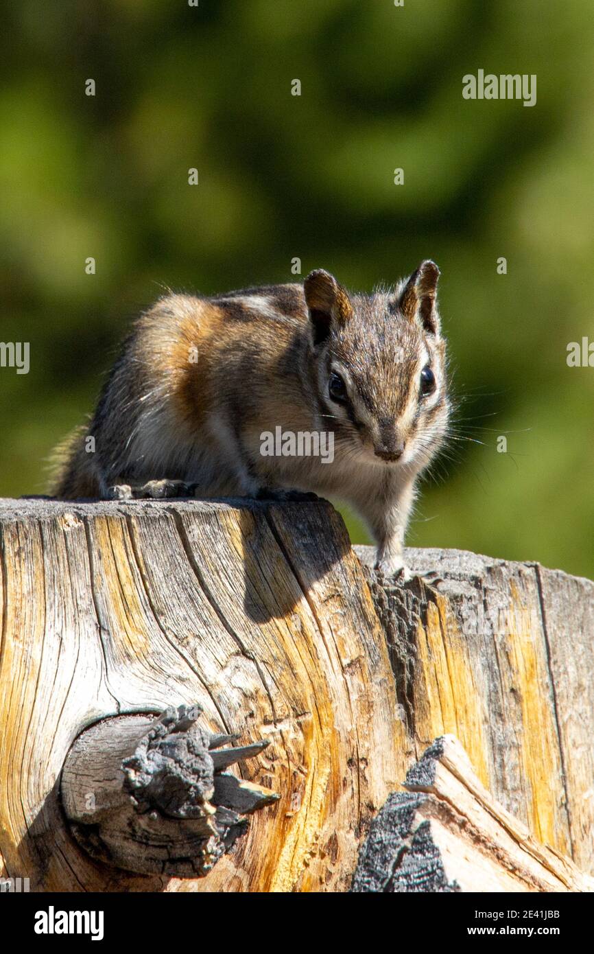 Chipmunks striking a pose Stock Photo - Alamy