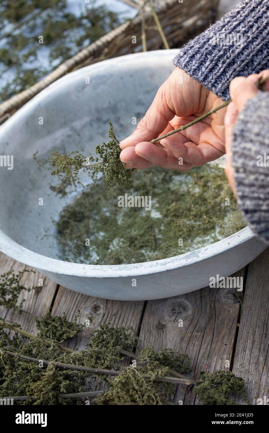 stinging nettle (Urtica dioica), seeds are stripped from the dried ...