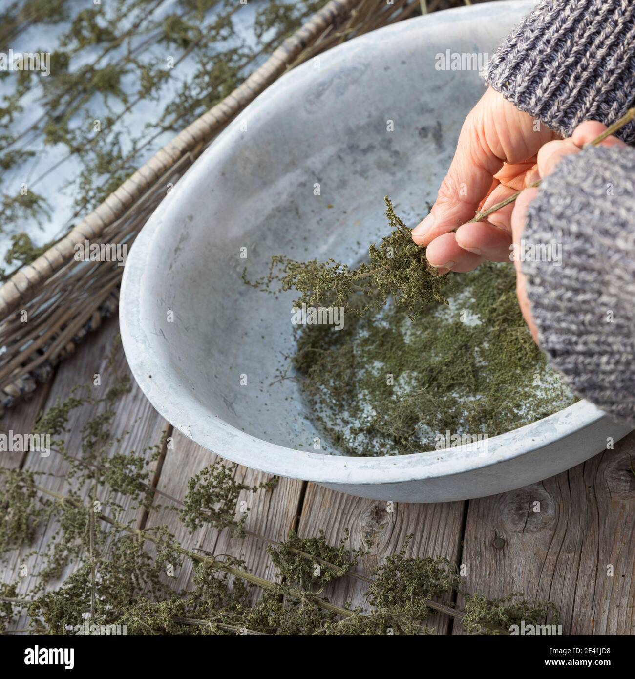 stinging nettle (Urtica dioica), seeds are stripped from the dried ...