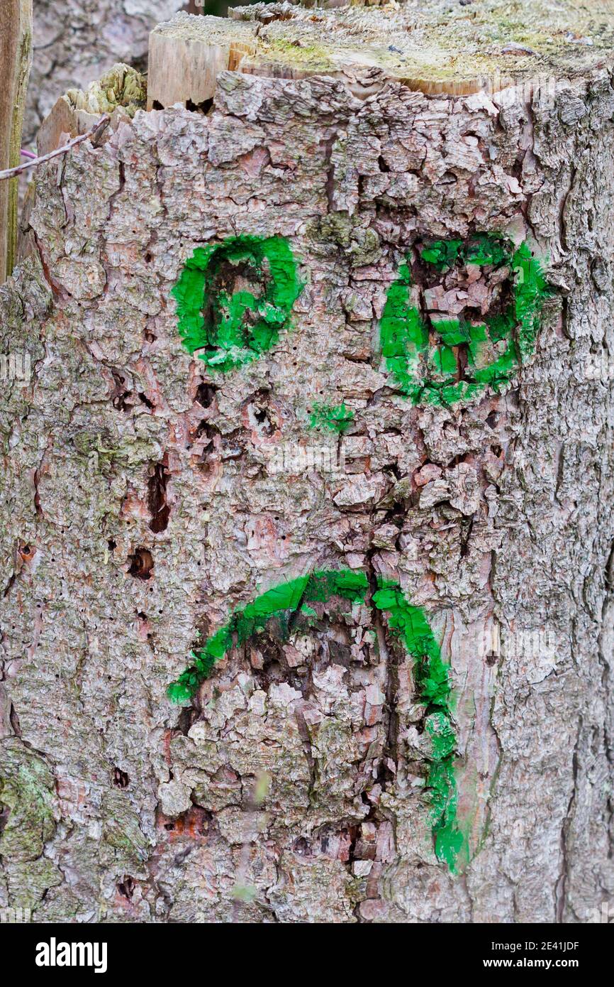 Norway spruce (Picea abies), painted face on a spruce trunk, Germany ...