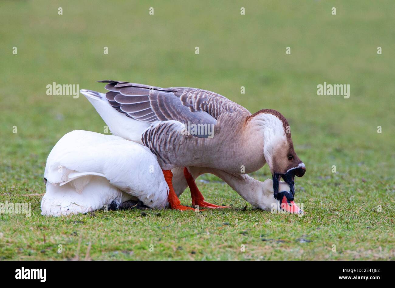 Chinese Goose (Anser cygnoides f. domestica), escaped Chinese goose ...