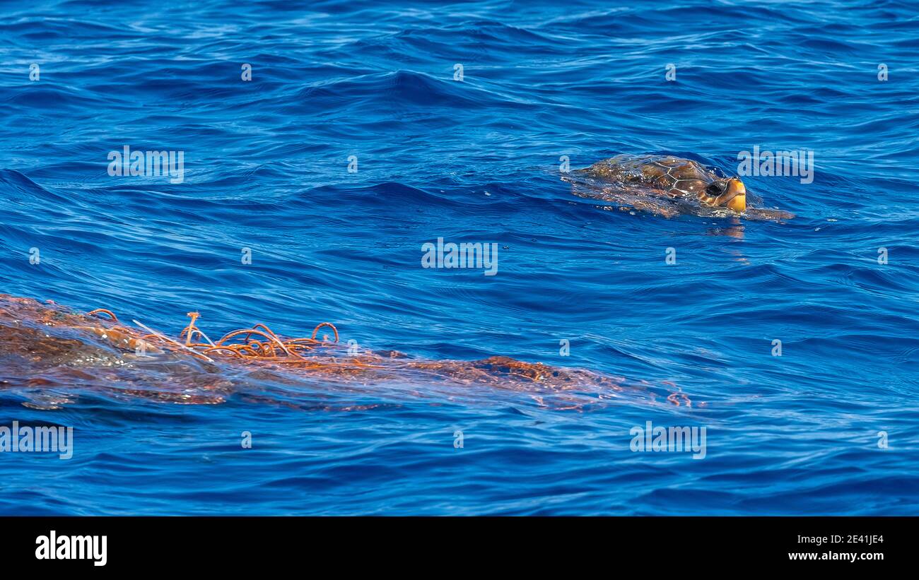 loggerhead sea turtle, loggerhead (Caretta caretta), swimming around a ...
