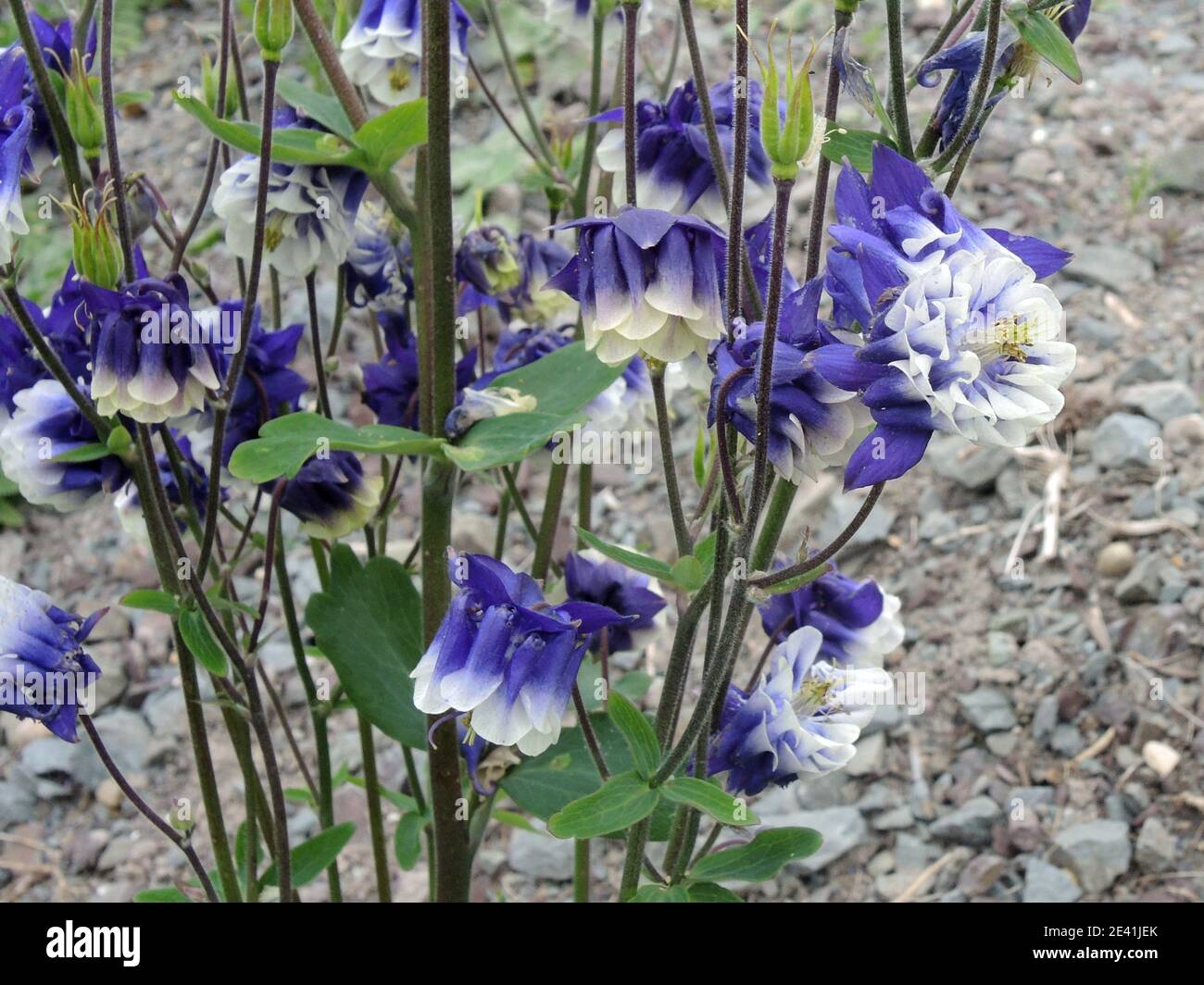 European columbine (Aquilegia vulgaris), blooming Stock Photo - Alamy