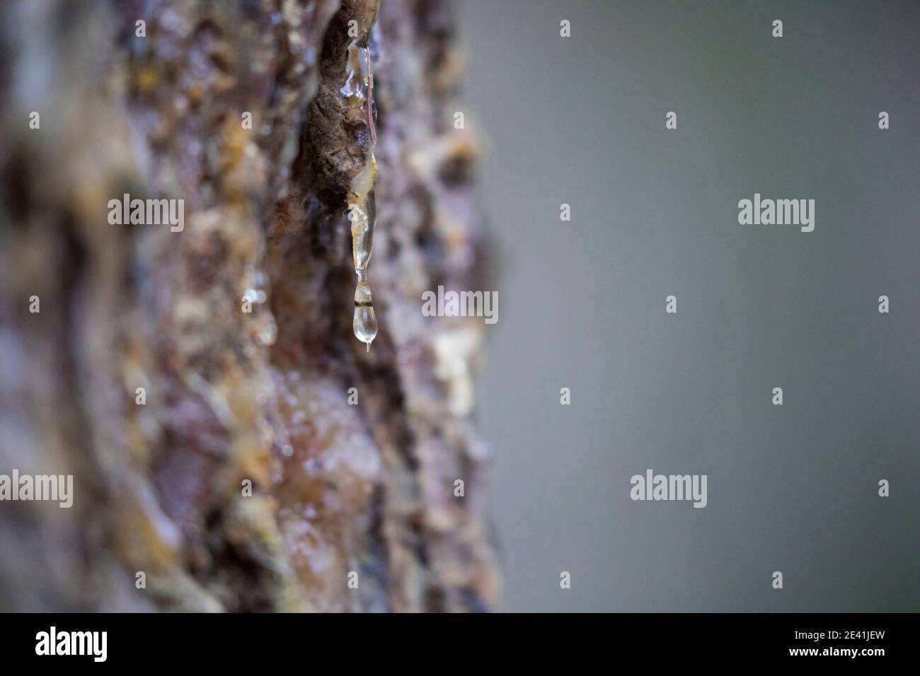 Norway spruce (Picea abies), liquid pitch at a trunk, Germany Stock ...