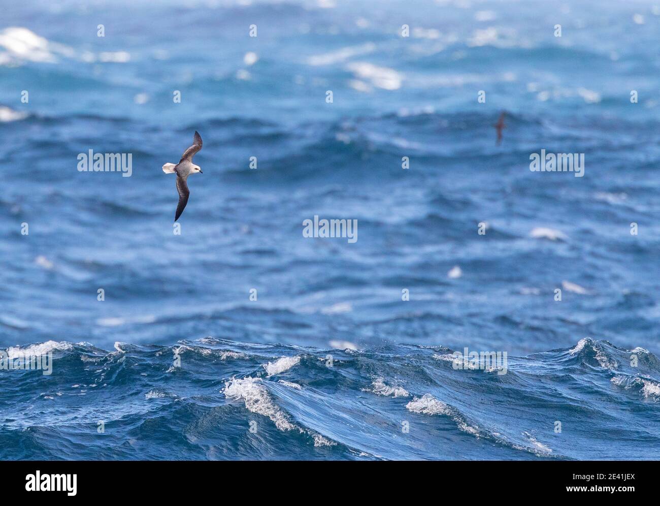 white-headed petrel (Pterodroma lessonii), flying above the southern ...
