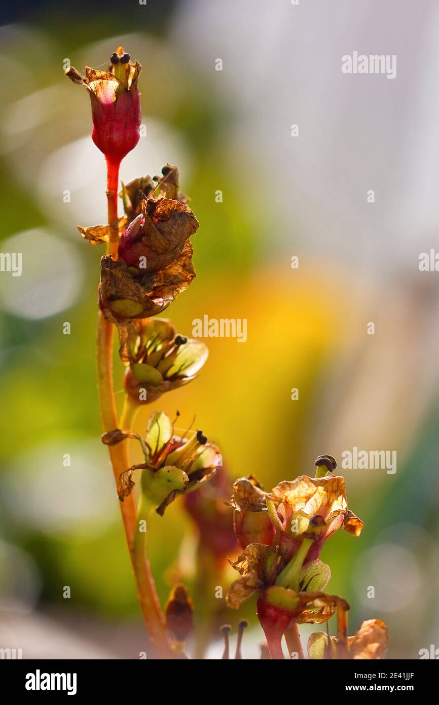 pig squeak (Bergenia-Hybride), infructescence, Germany, North Rhine ...