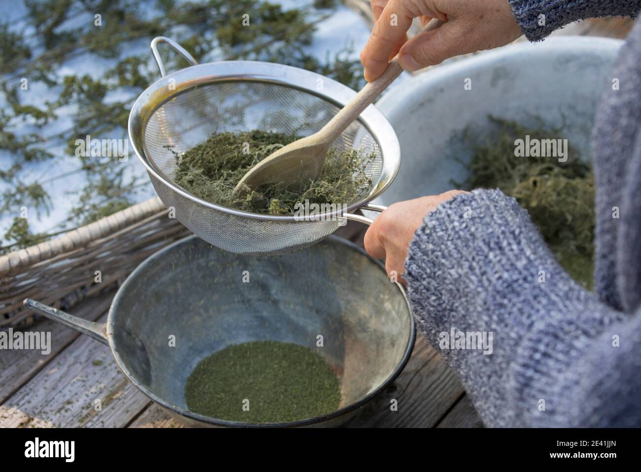 Ortiga urtica dioica hi-res stock photography and images - Alamy