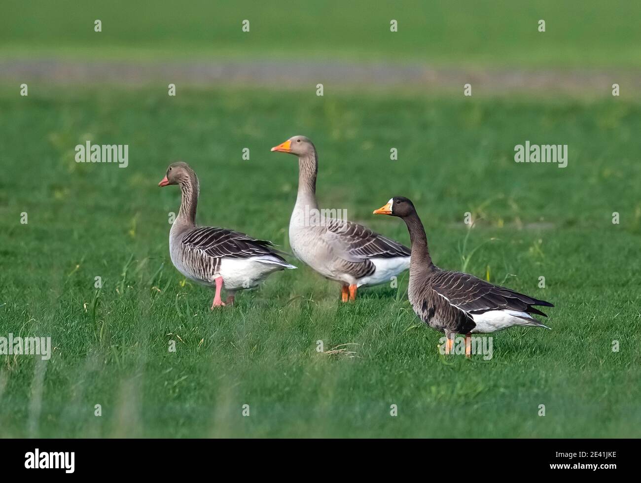 Greenland White-fronted Goose (Anser albifrons flavirostris, Anser ...