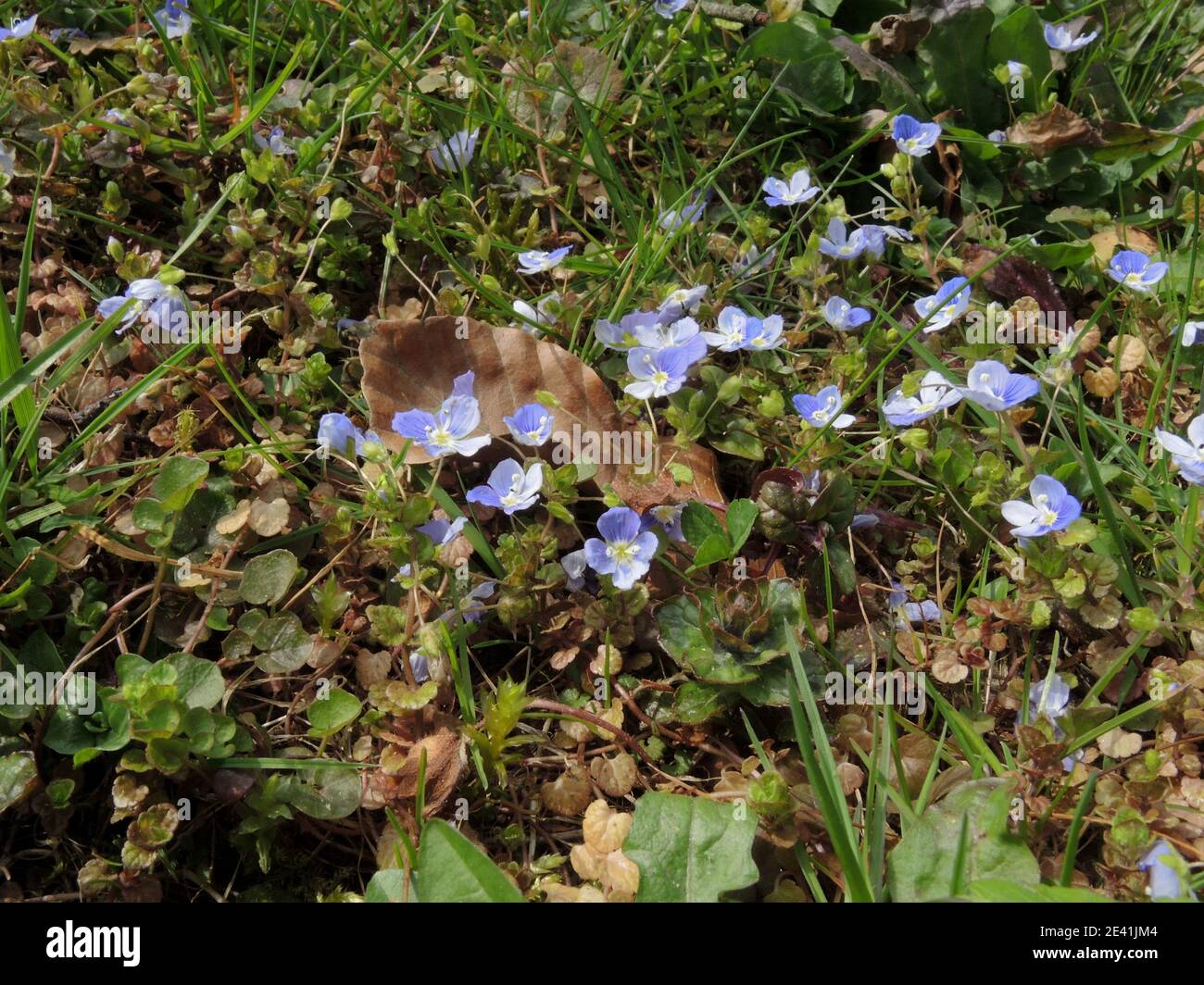 Creeping threadstalk speedwell hi-res stock photography and images - Alamy