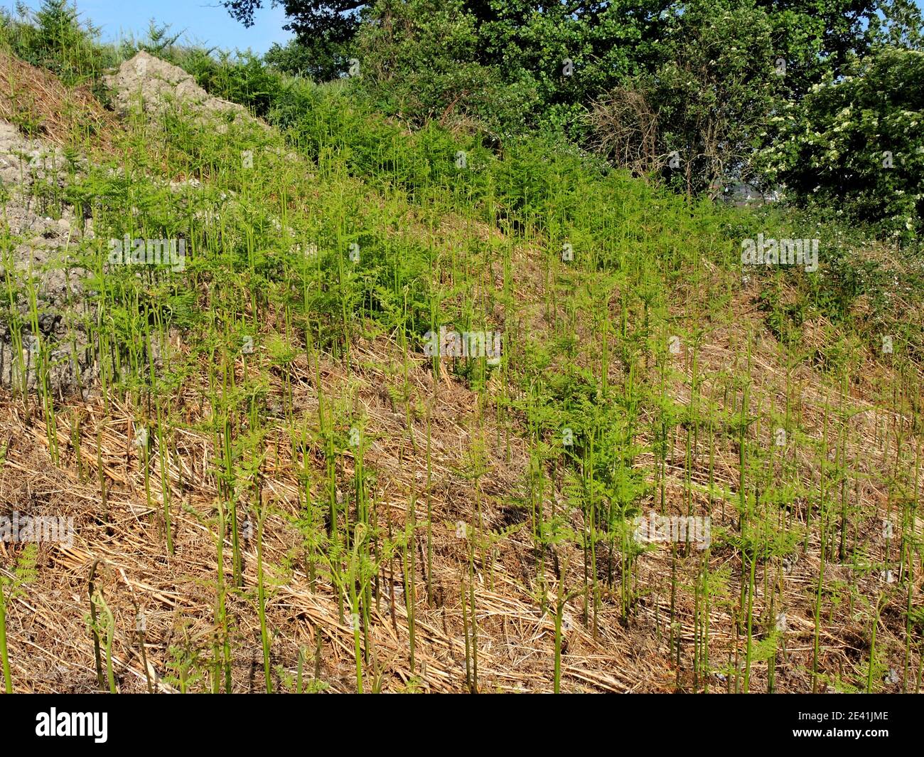 bracken fern (Pteridium aquilinum), shoots of a population in spring ...