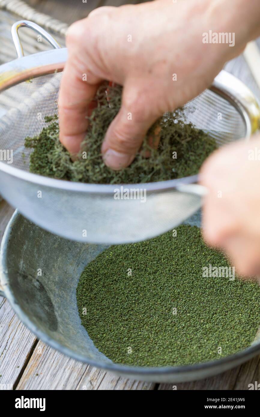 stinging nettle (Urtica dioica), dried seeds are sifted through a ...