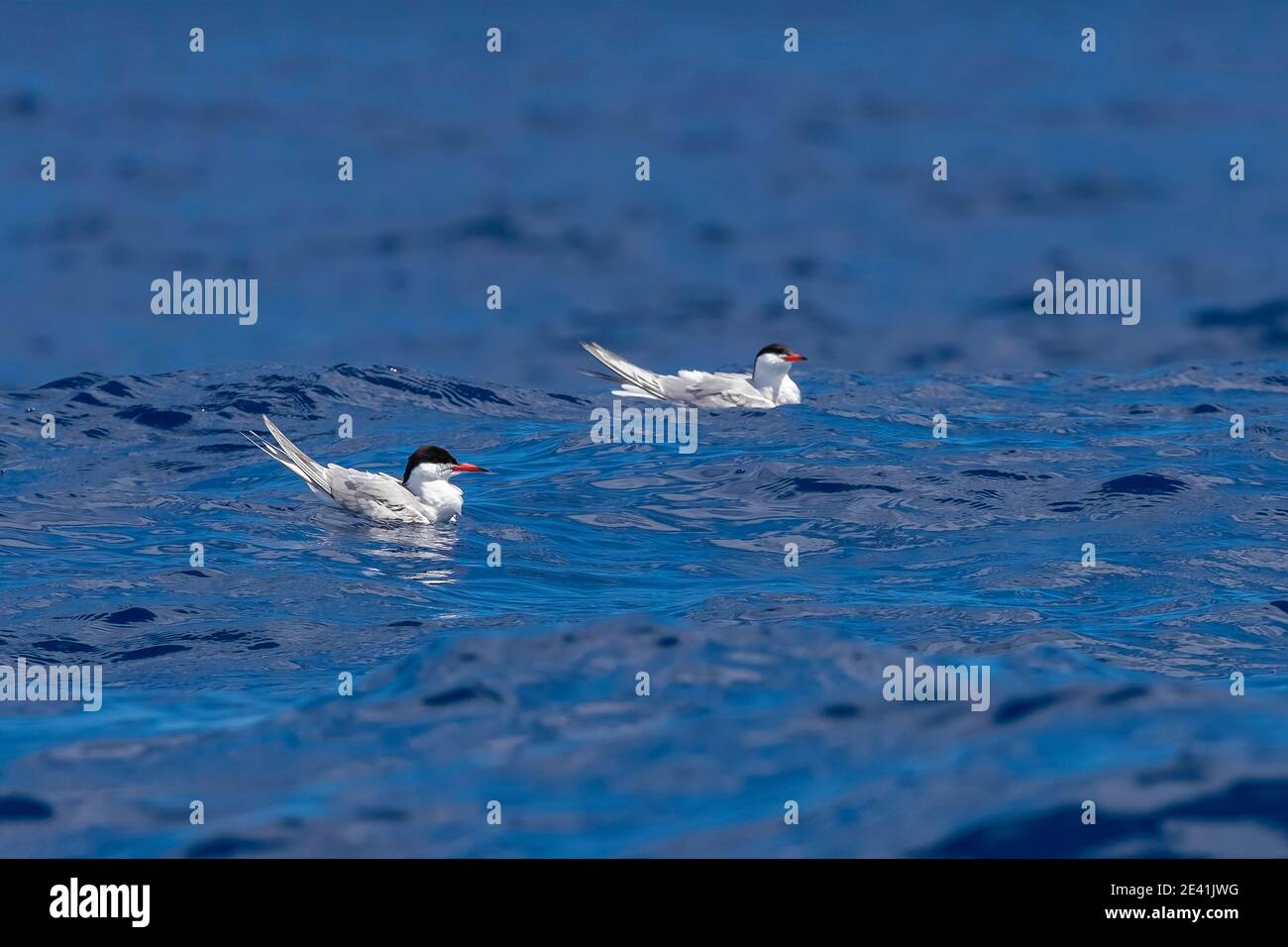 Common tern (Sterna hirundo), two common terns swimming on the water ...