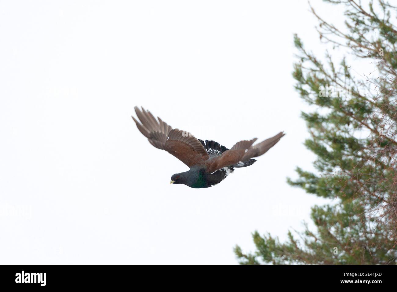 Capercaillie flight hi-res stock photography and images - Alamy