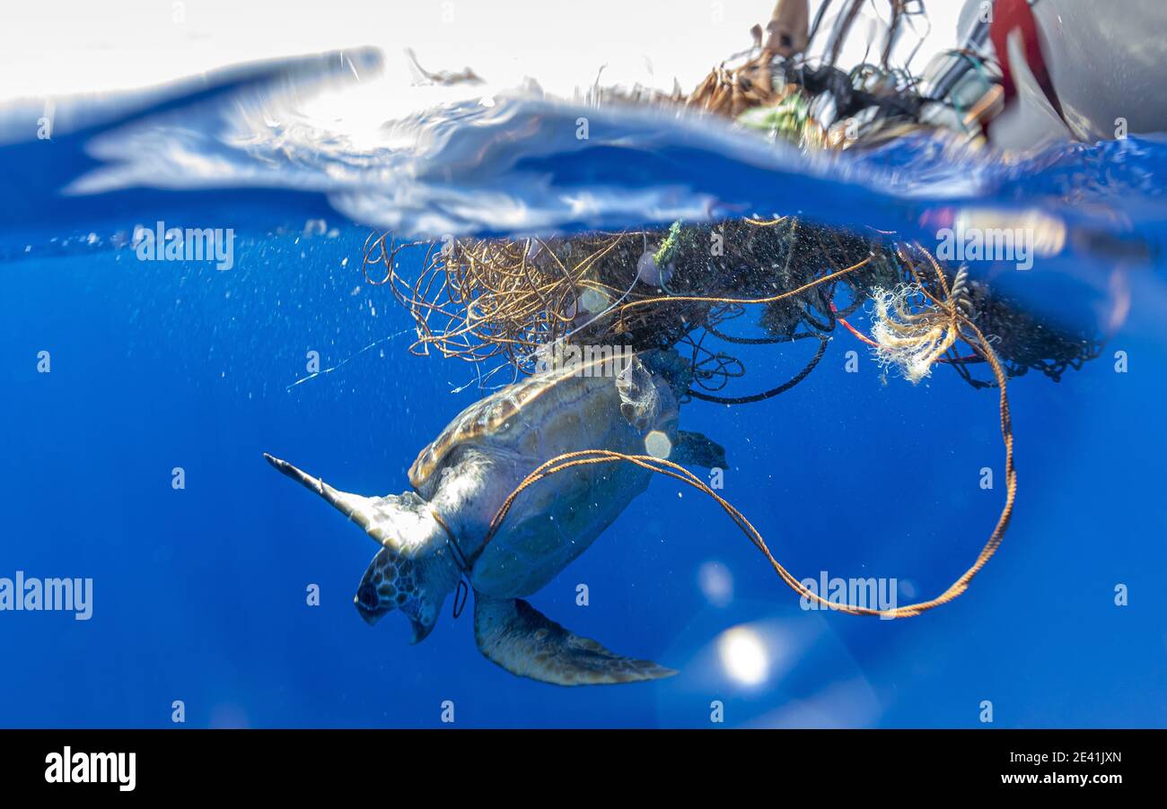 loggerhead sea turtle, loggerhead (Caretta caretta), trapped in a lose ...