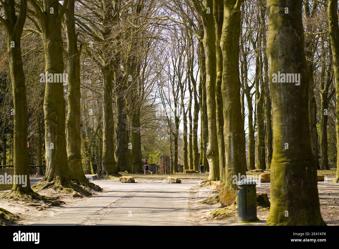 Pathway in the middle of a park surrounded by moss-covered trees Stock ...