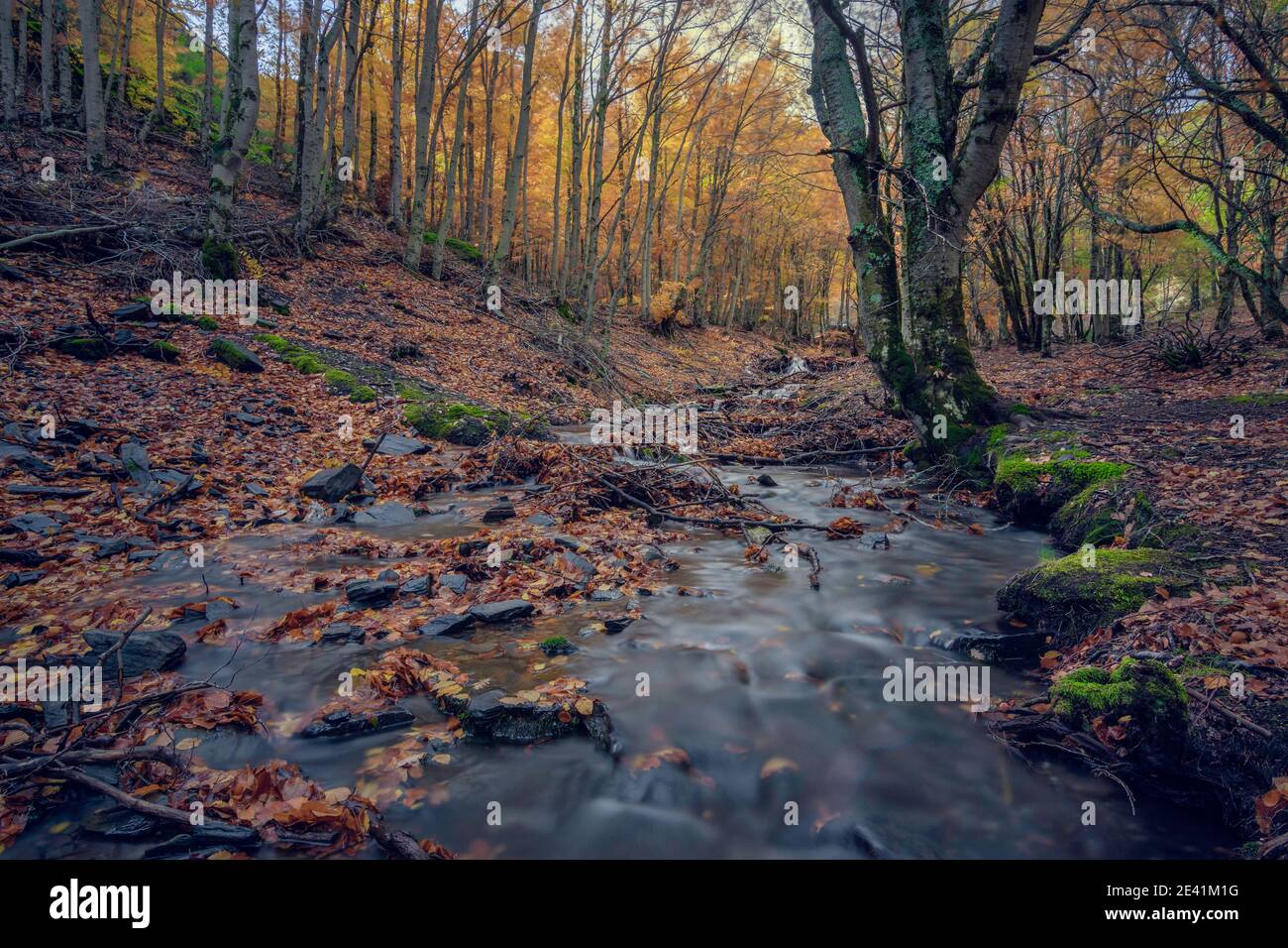 Hayedo de Tejera negra , Cantalojas, Guadalajara Stock Photo - Alamy