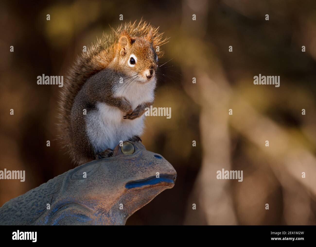 Funny grey squirrel hi-res stock photography and images - Alamy