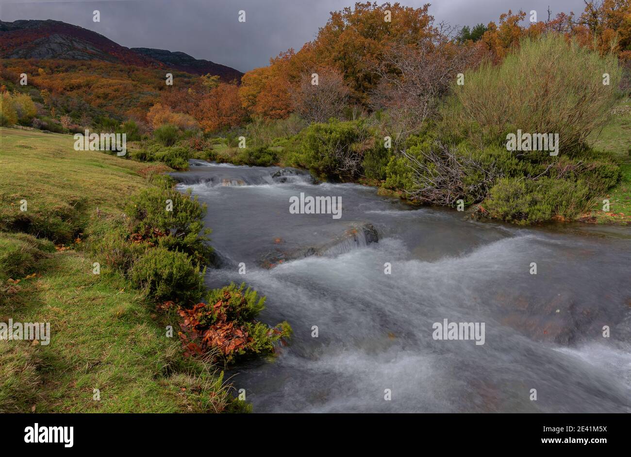 Hayedo de Tejera negra , Cantalojas, Guadalajara Stock Photo - Alamy