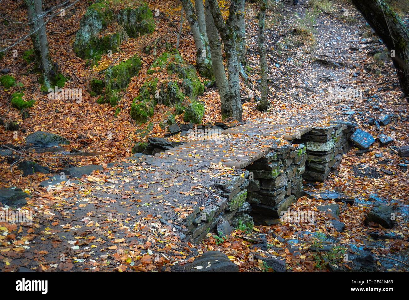 Hayedo de Tejera negra , Cantalojas, Guadalajara Stock Photo - Alamy