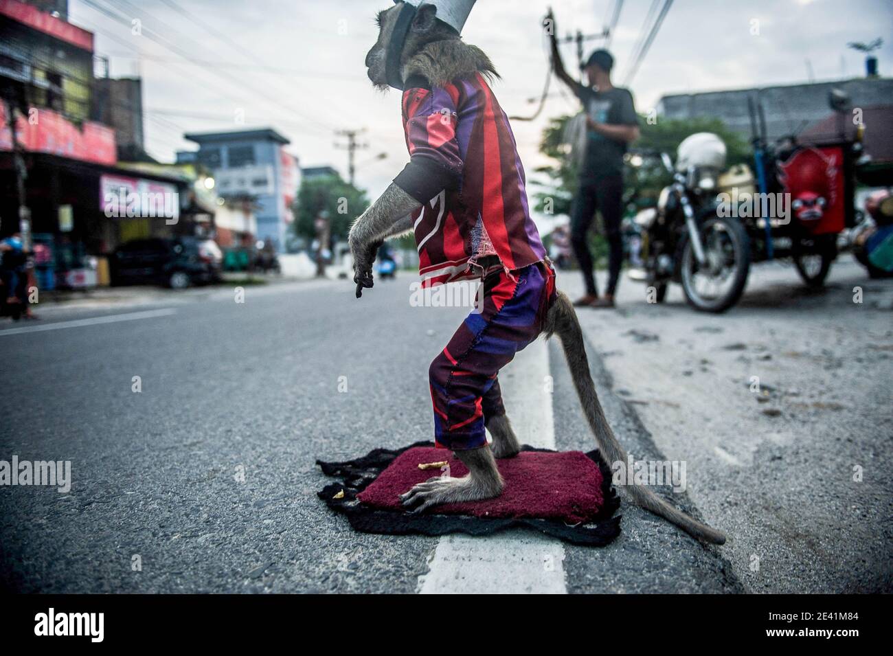 A long tailed macaque seen using clothes while streets circus ...