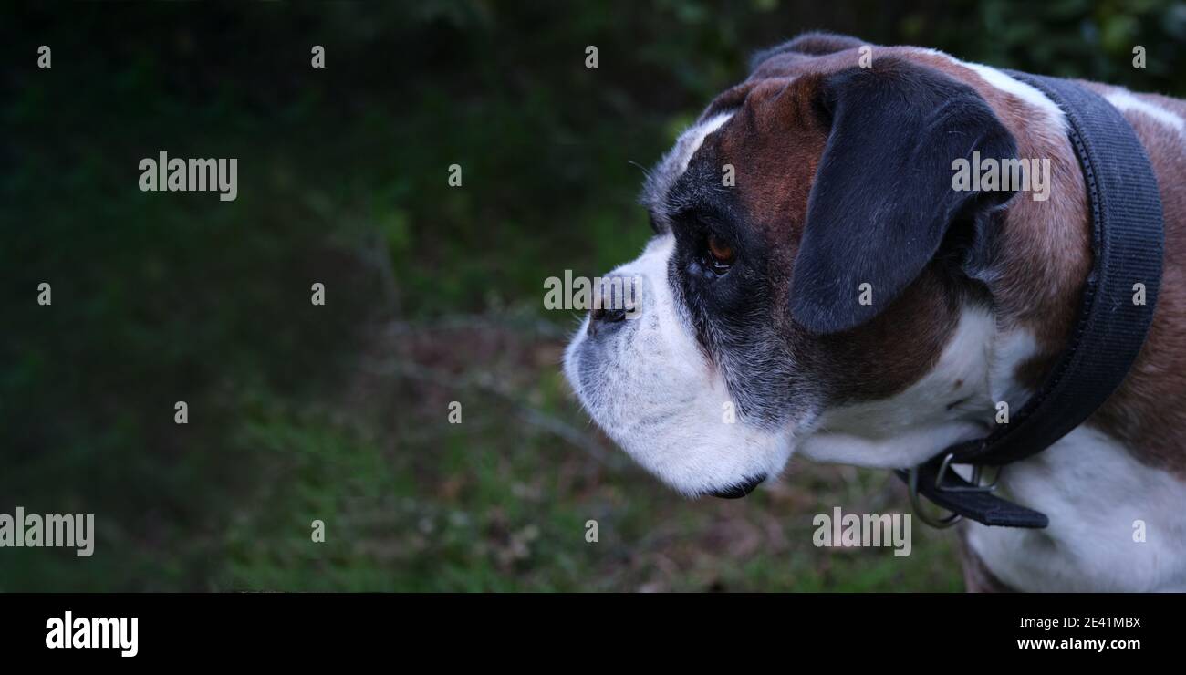 Straight gaze hi-res stock photography and images - Alamy