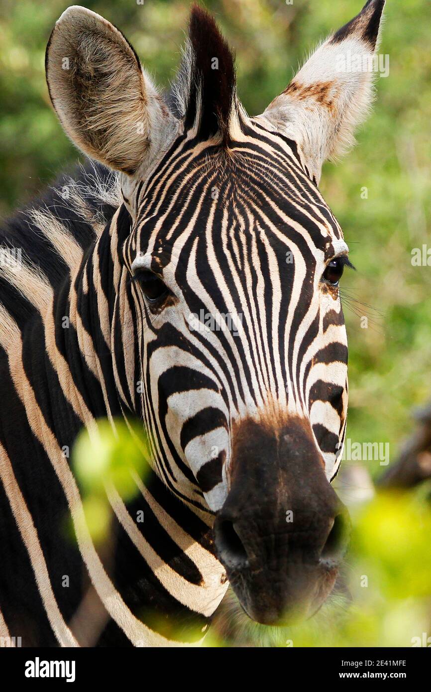 A close-up headshot of a zebra Stock Photo - Alamy