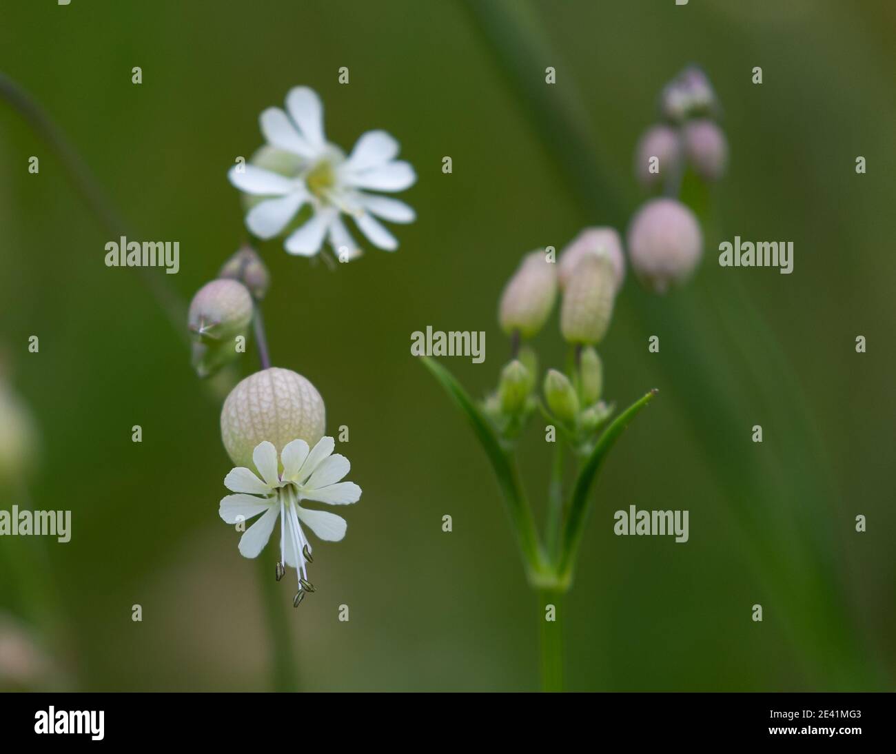 Bladder campion flowers in hi-res stock photography and images - Alamy