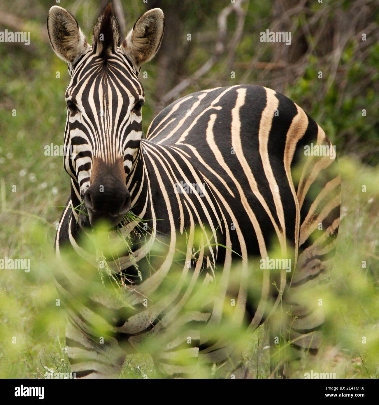 Upper hierarchy hi-res stock photography and images - Alamy