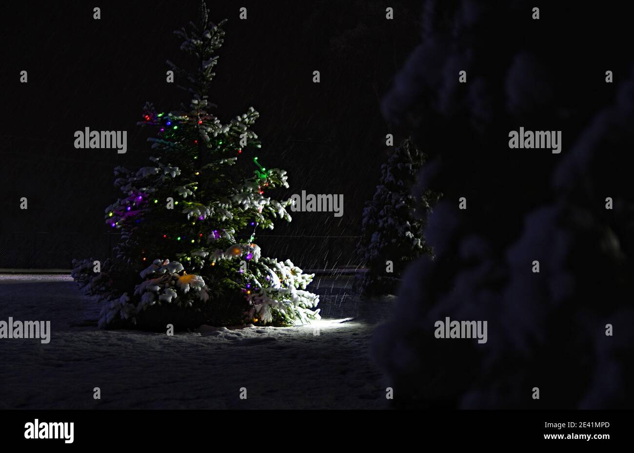 Snow covered outdoor Christmas tree with multicolored lights Stock ...