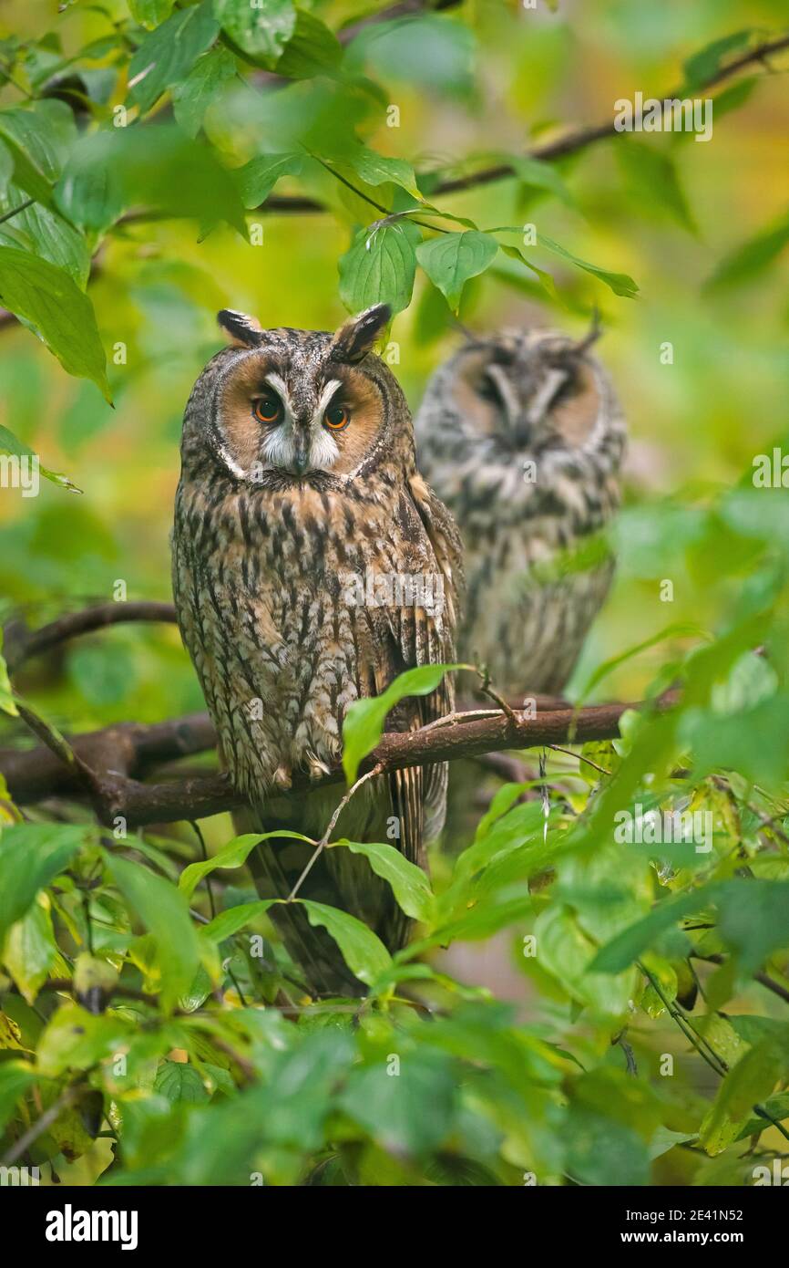 Long eared owls hi-res stock photography and images - Alamy
