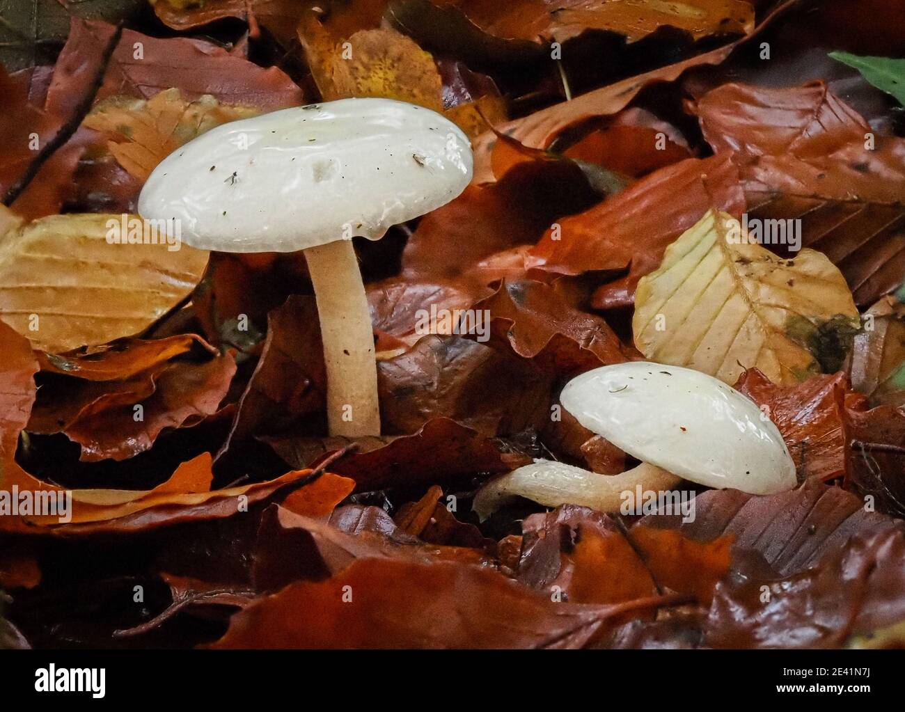 Fungus caps emerging from the leaf litter in a Somerset Beech wood UK ...