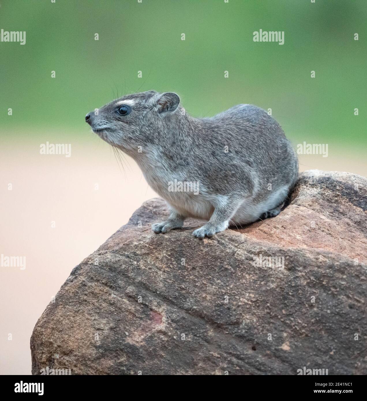 Rock dussie hi-res stock photography and images - Alamy