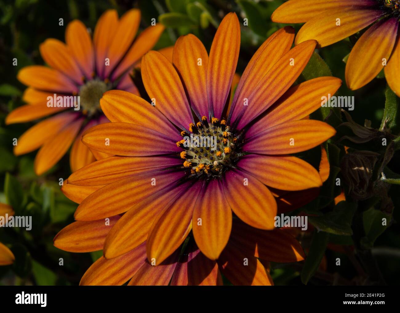 Orange flower heads hi-res stock photography and images - Alamy
