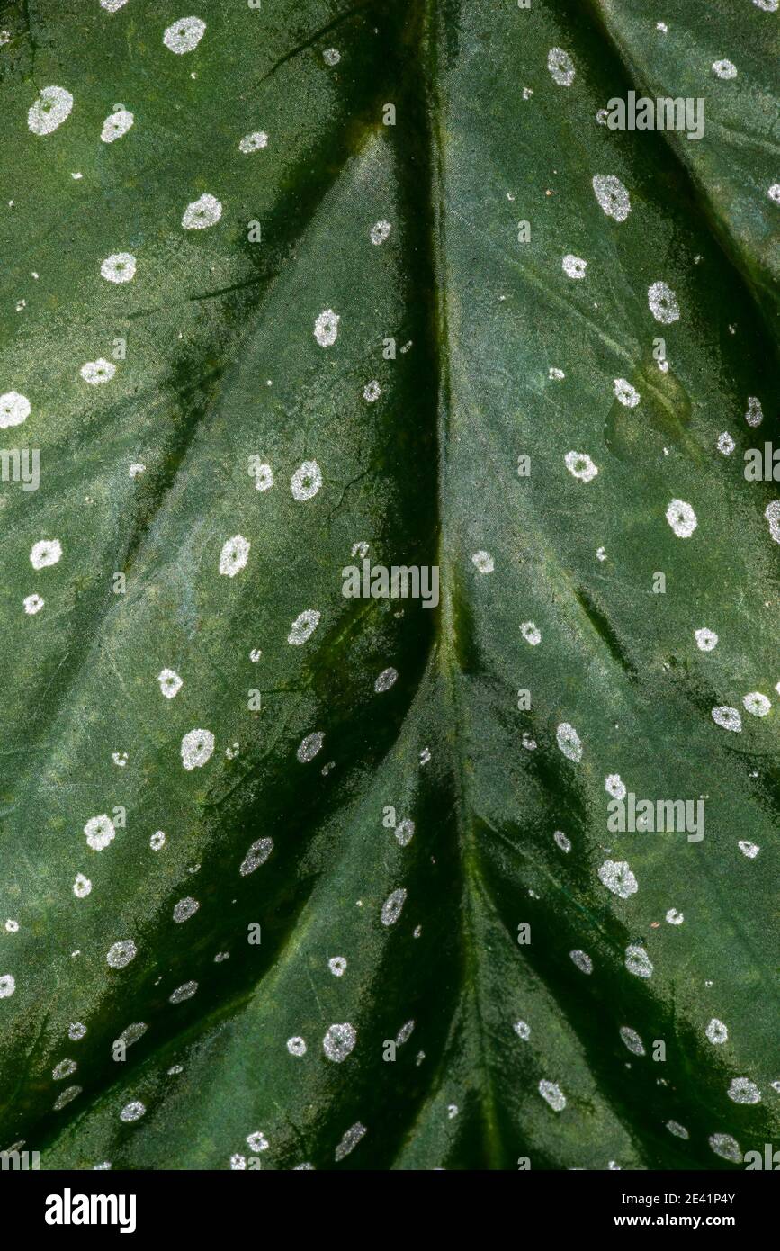 Leaf of an Angel Wing Begonia (Begonia corallina 'de Lucerna' Stock ...