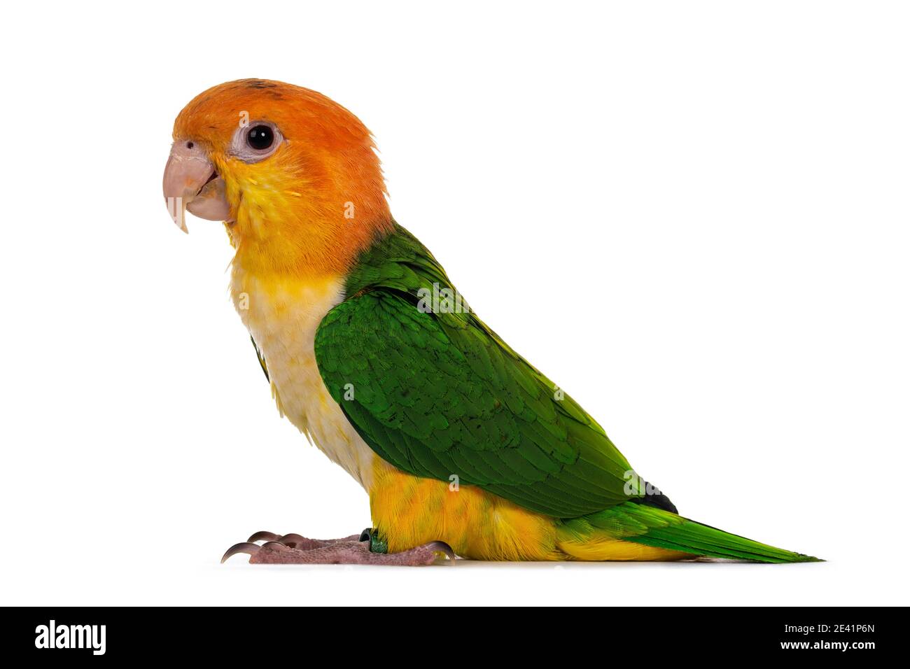 Young White bellied caique bird, standingon flat surface side ways ...