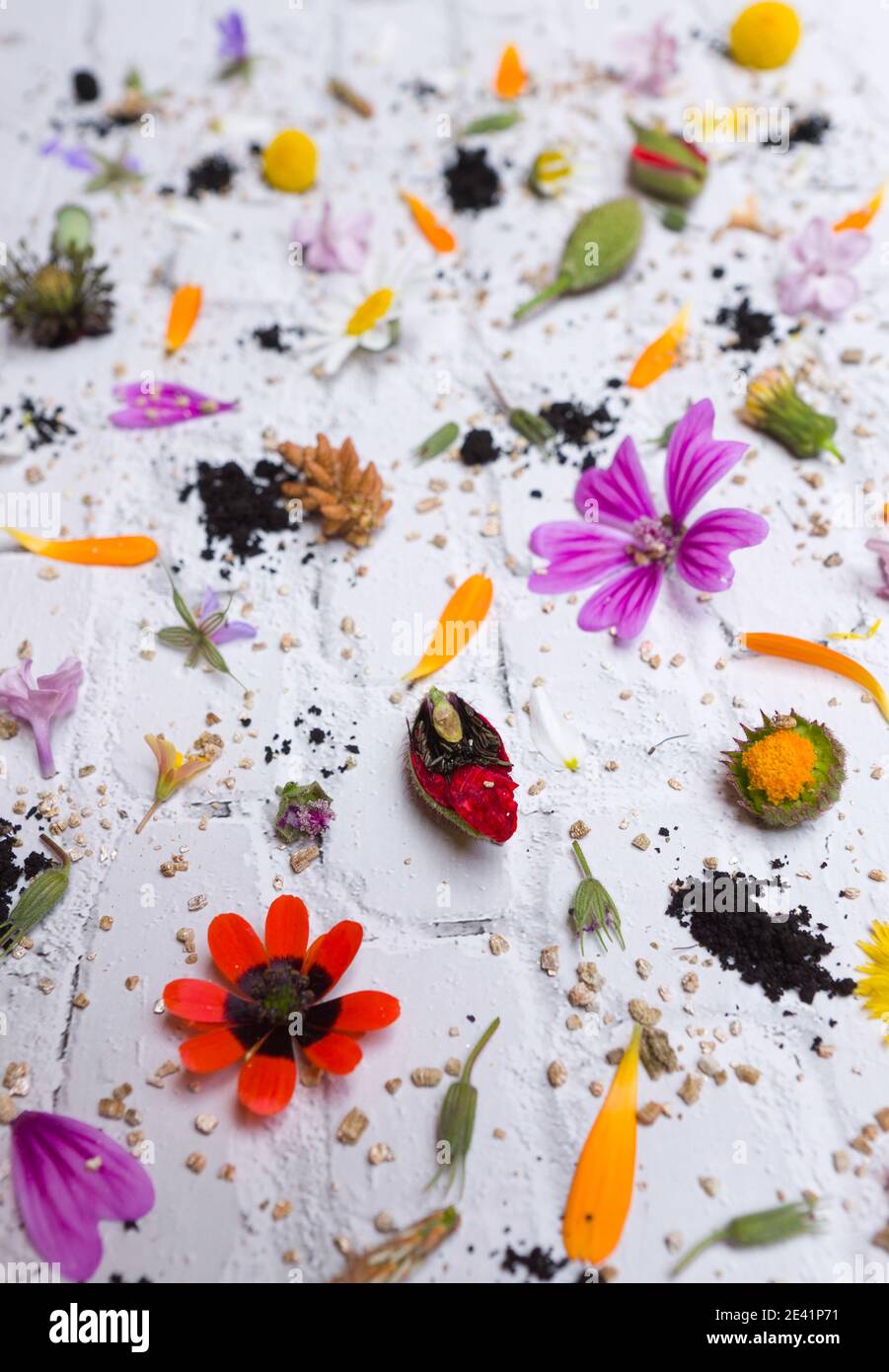 Colorful buds and flowers on artistic white background - perfect for ...