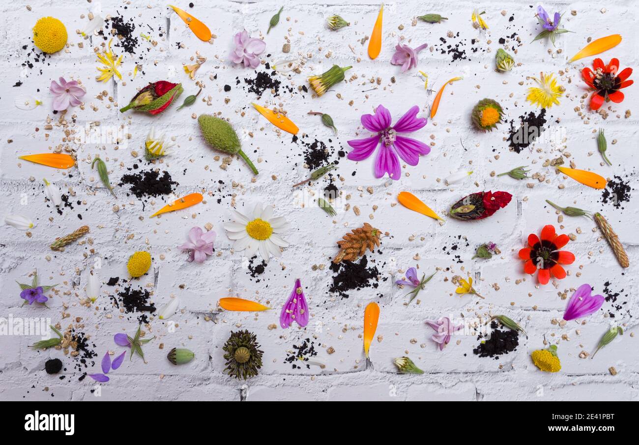 Top view of colorful buds and flowers on artistic white background ...