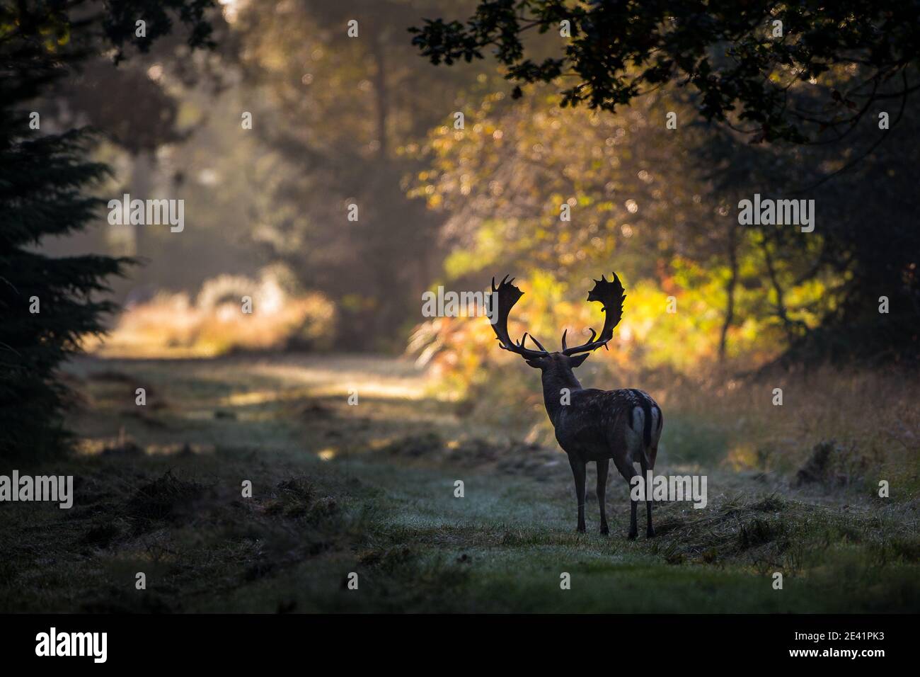 Fallow buck silhouette in forest Stock Photo - Alamy