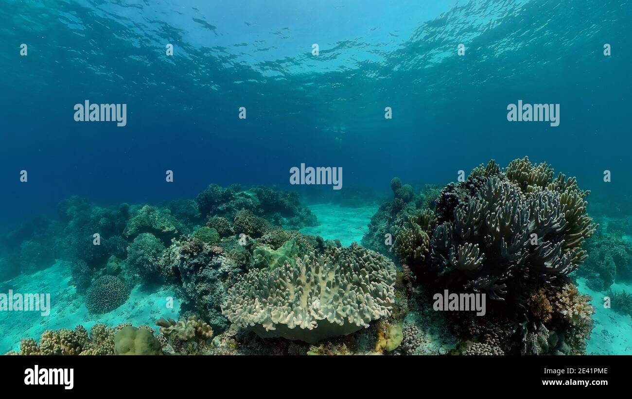 Blue water coral reef reef hi-res stock photography and images - Alamy