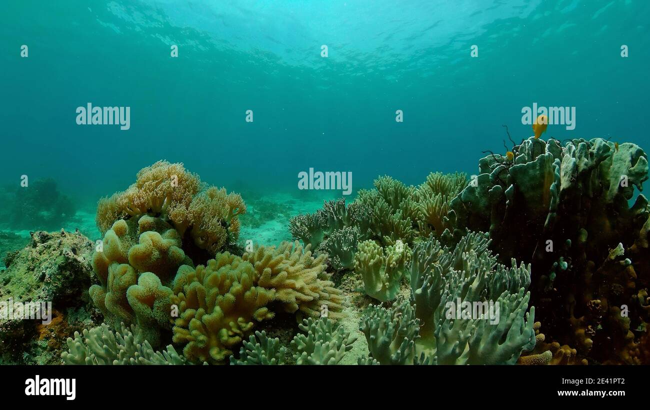Reef Coral Tropical Garden. Tropical underwater sea fish. Colourful ...