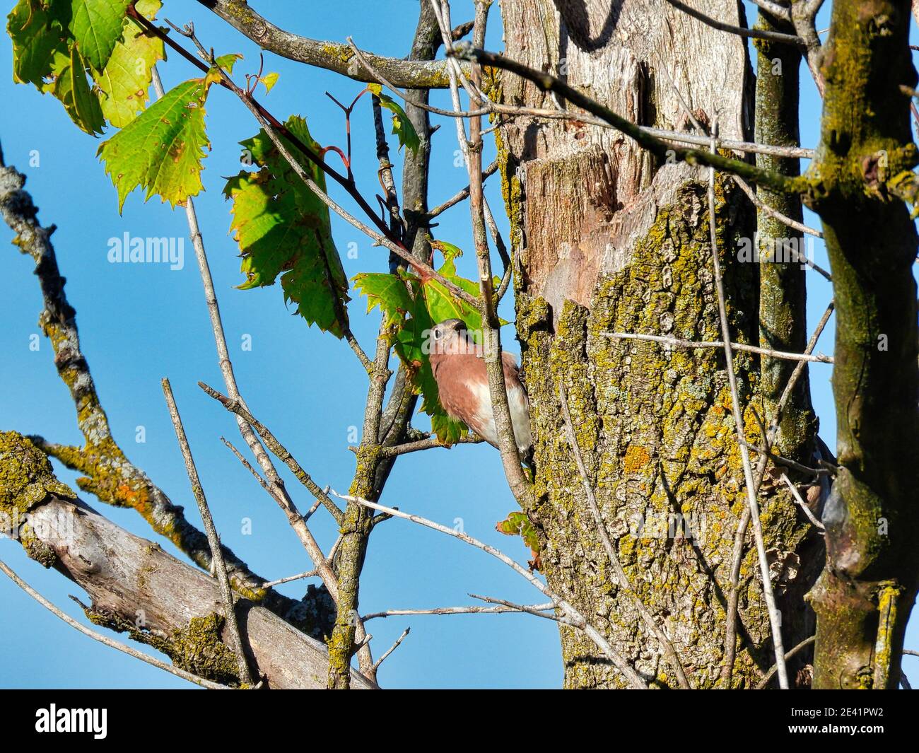 Scaling tree hi-res stock photography and images - Alamy