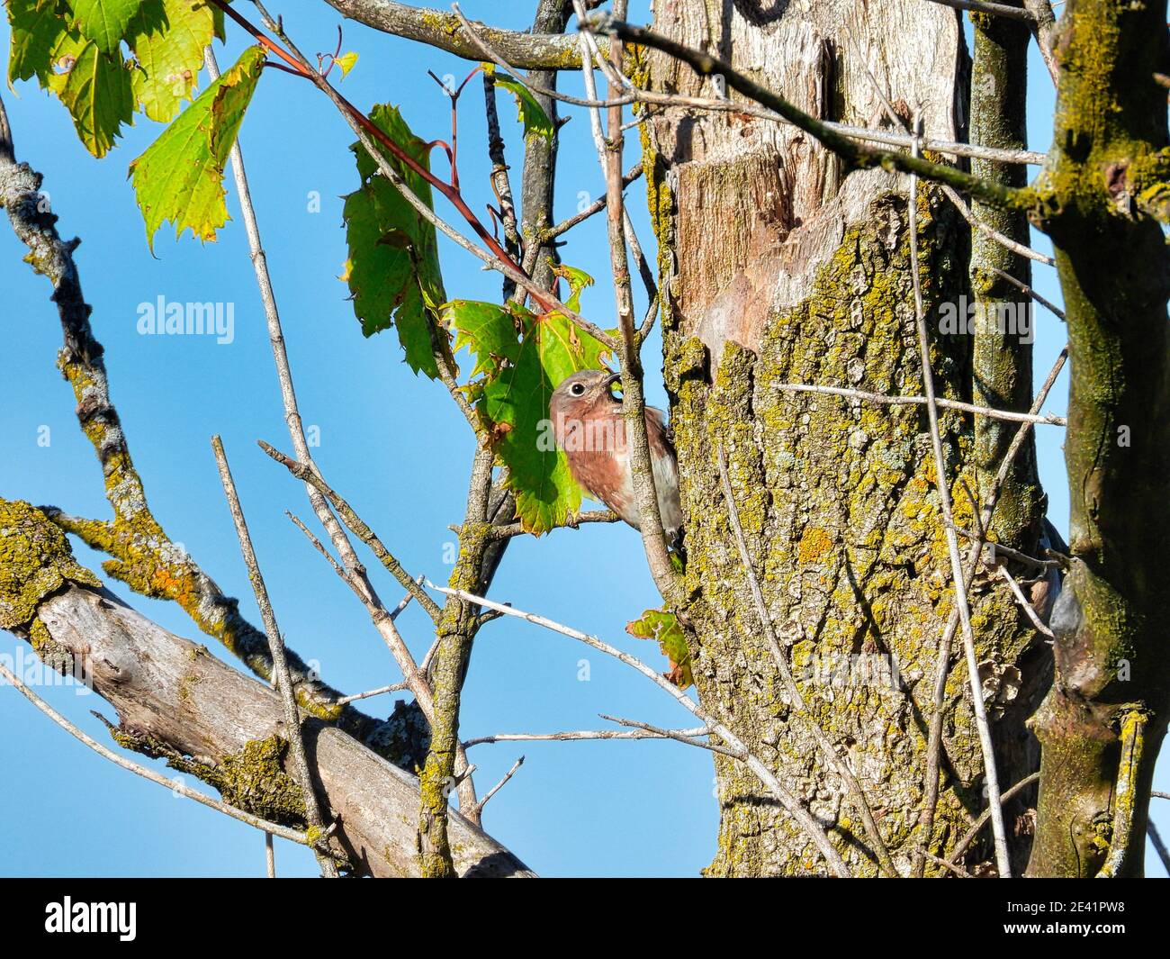 Bird on tree: An eastern bluebird bird perched on a tree trunk as it ...