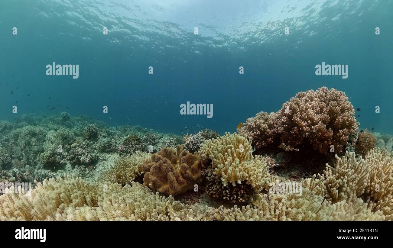 Tropical coral reef and fishes underwater. Hard and soft corals ...