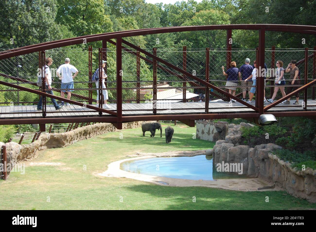 On bridge watching elephants in Zoo Washington USA by a pond Stock ...