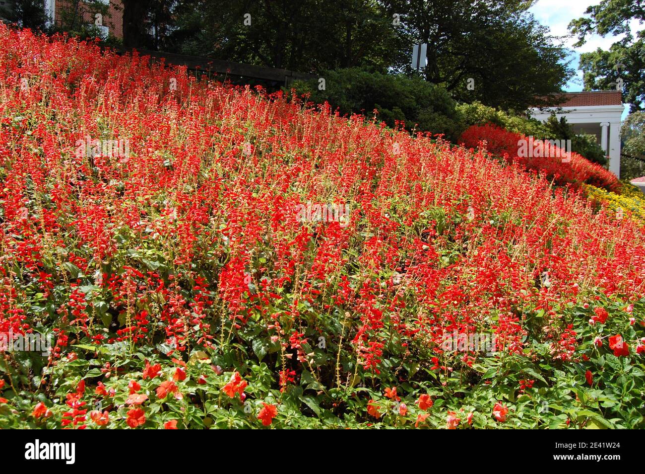 Red flowers in Washington USA plants Marriott Hotel Wardman Park bank ...