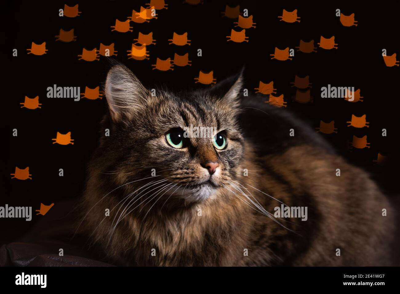 Tabby cat portrait bokeh with cat shapes bg iV. January, 2021 Stock ...