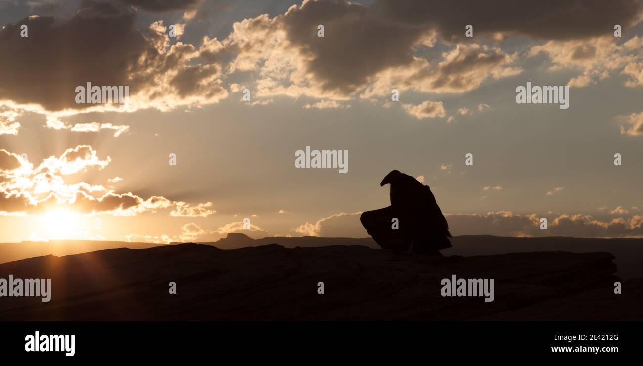 Condor grand canyon arizona hi-res stock photography and images - Alamy