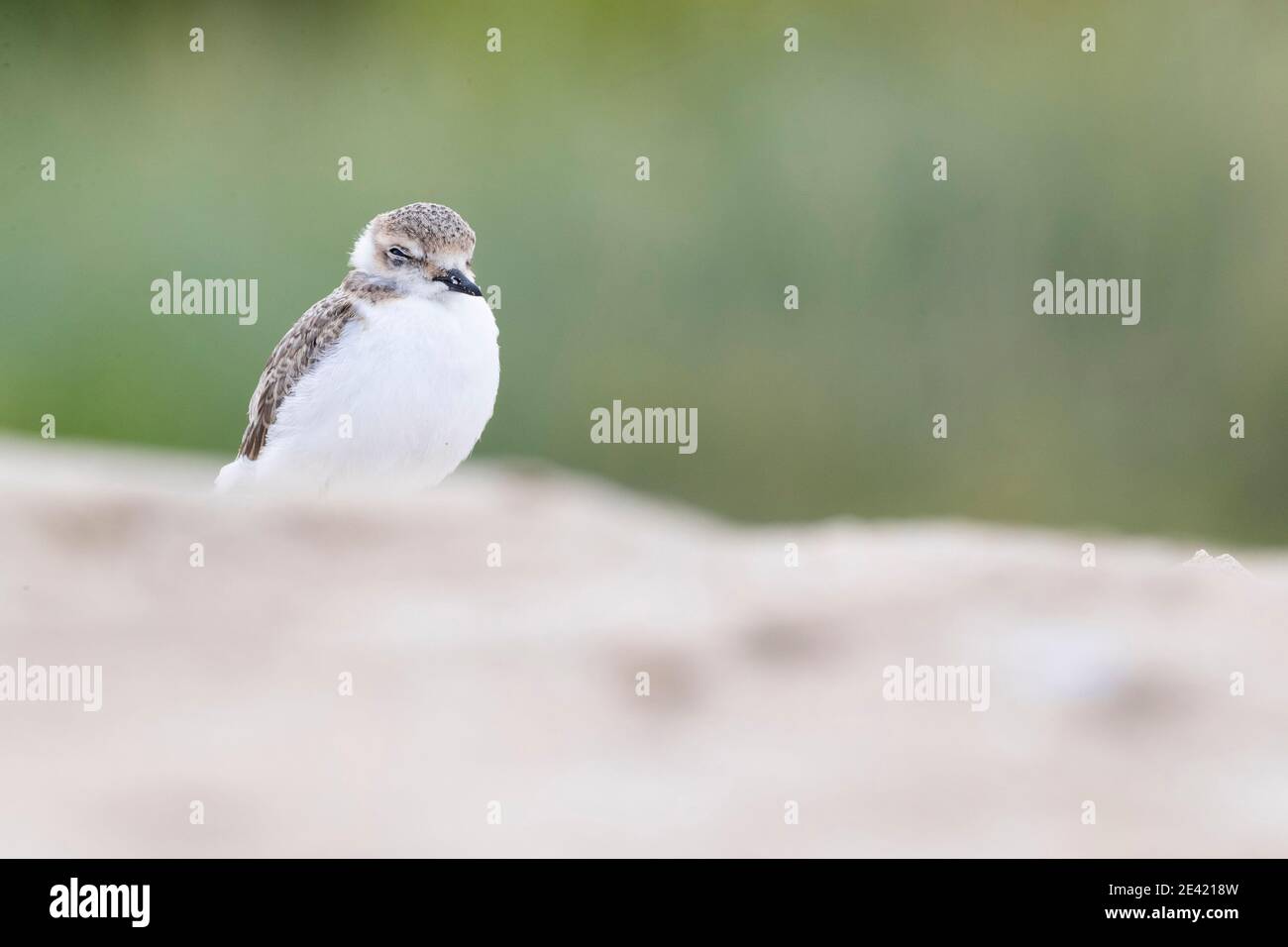 Cute young plover on hi-res stock photography and images - Alamy