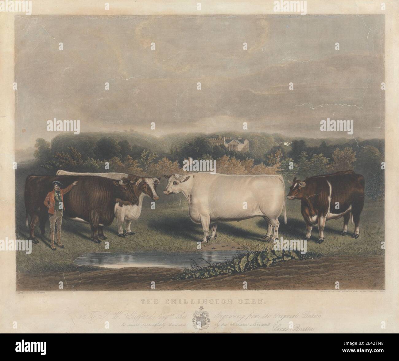 Print made by John Porter, active 1838, The Chillington Oxen, 1838 ...