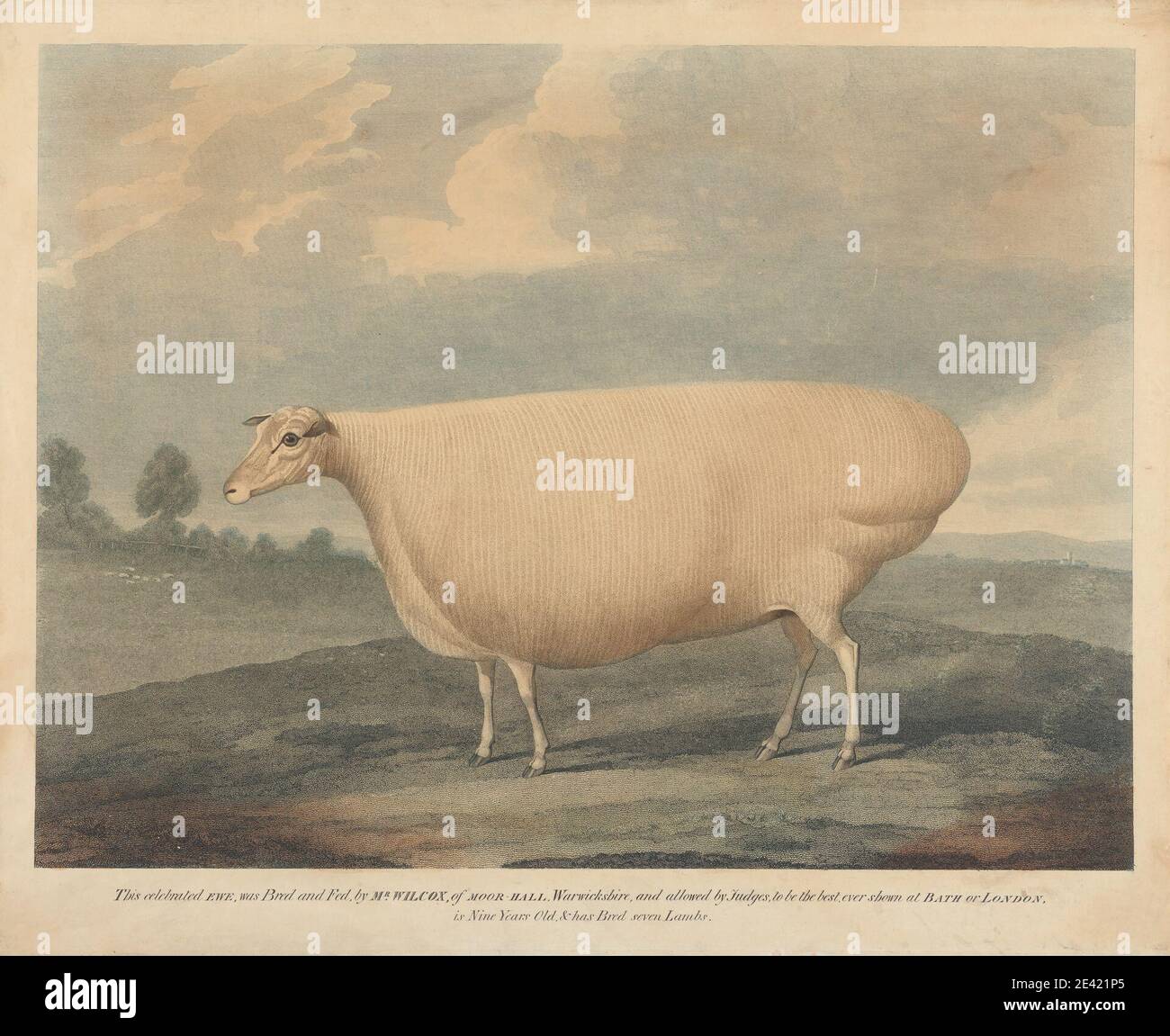 Print made by unknown artist, This Celebrated Ewe was Bred and Fed, by ...